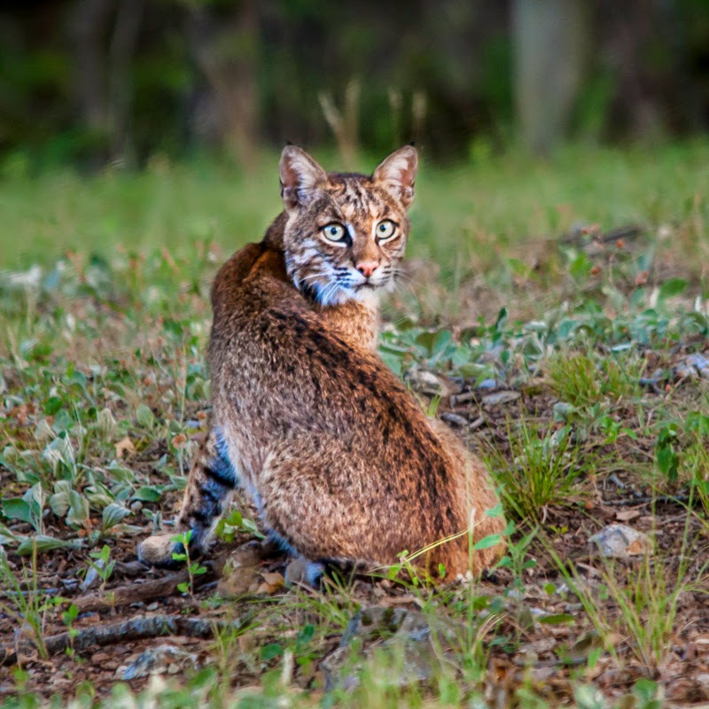Ozark Grace: Peaceable Kingdom