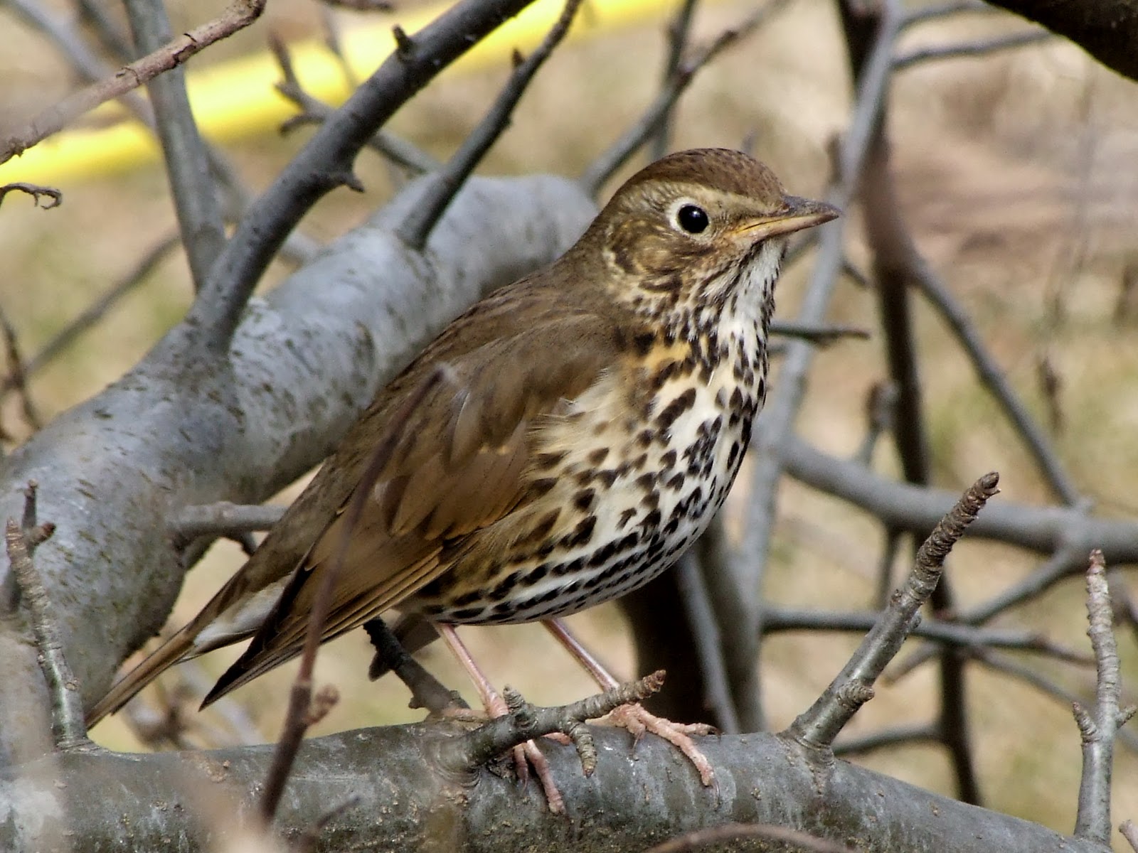Lumea vieţuitoarelor: Sturzul cântător ( Turdus philomelos )