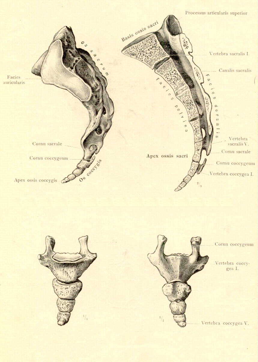 Anatómia: Vertebra - csigolya