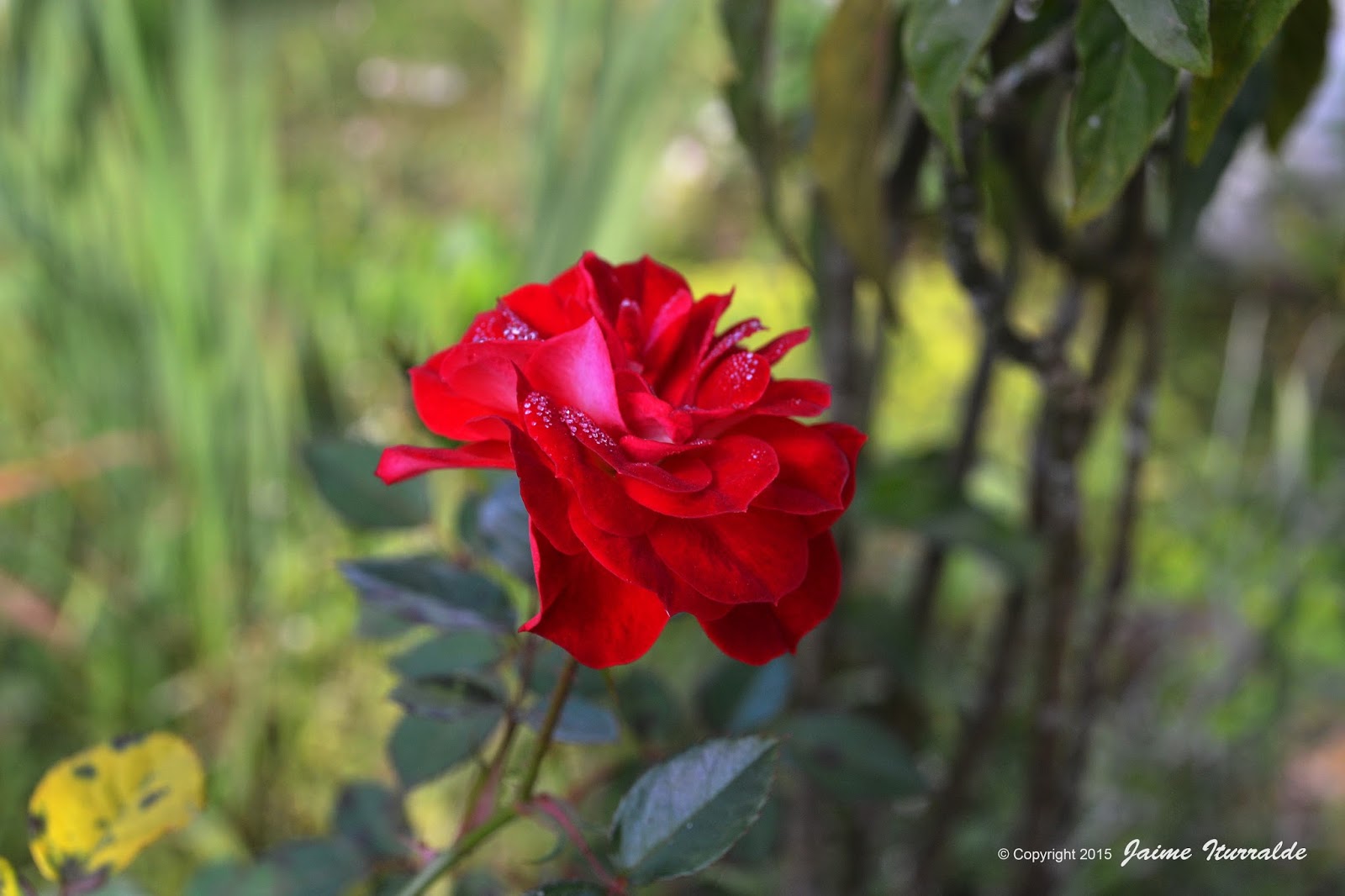 El Rincón de fotos de Panamá : Fotografiaras de Flores en Panamá