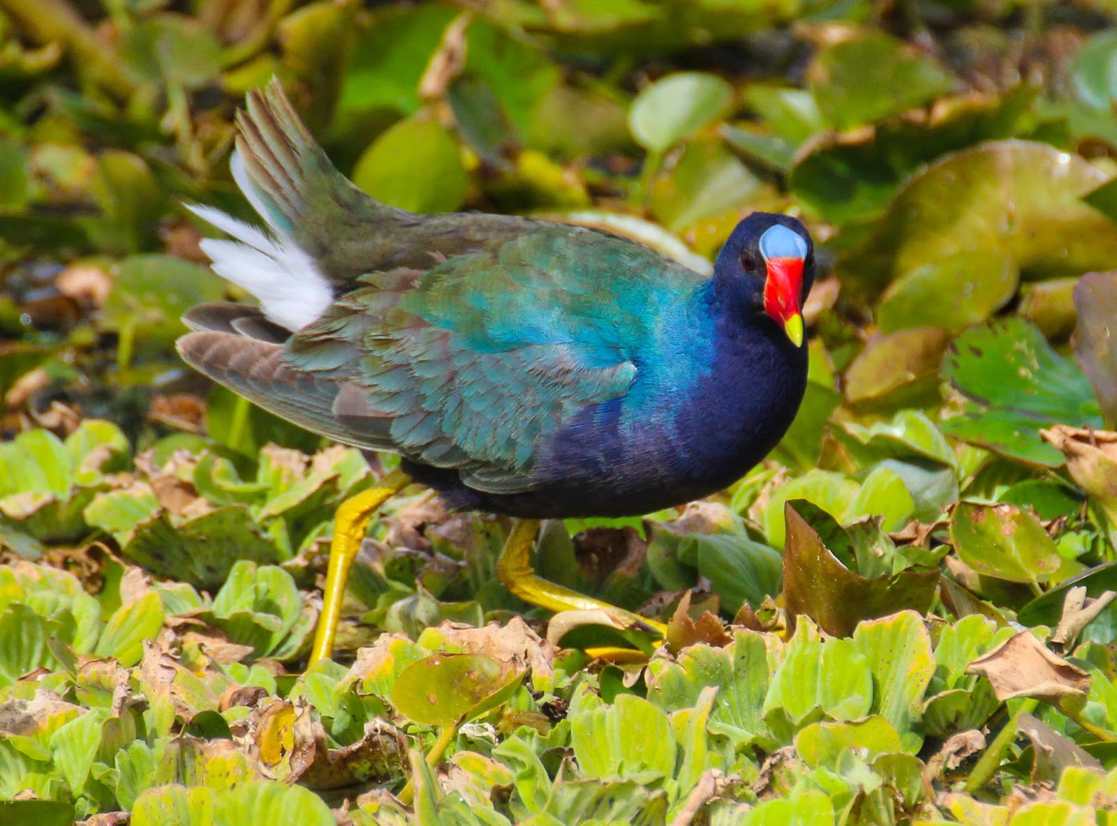 Cannundrums: American Purple Gallinule - Florida 2018