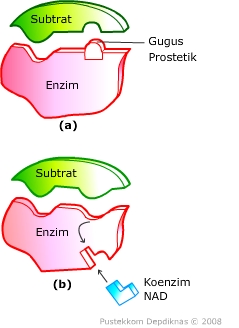 Enzim dan Komponen Enzim | de Biology