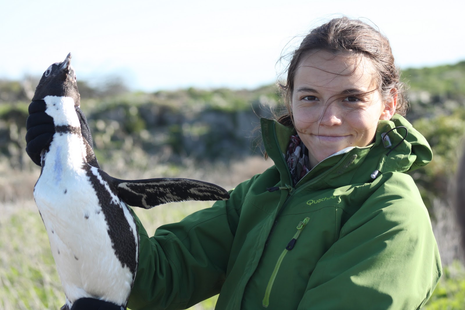 Robben Island Penguin Tracks: Methods
