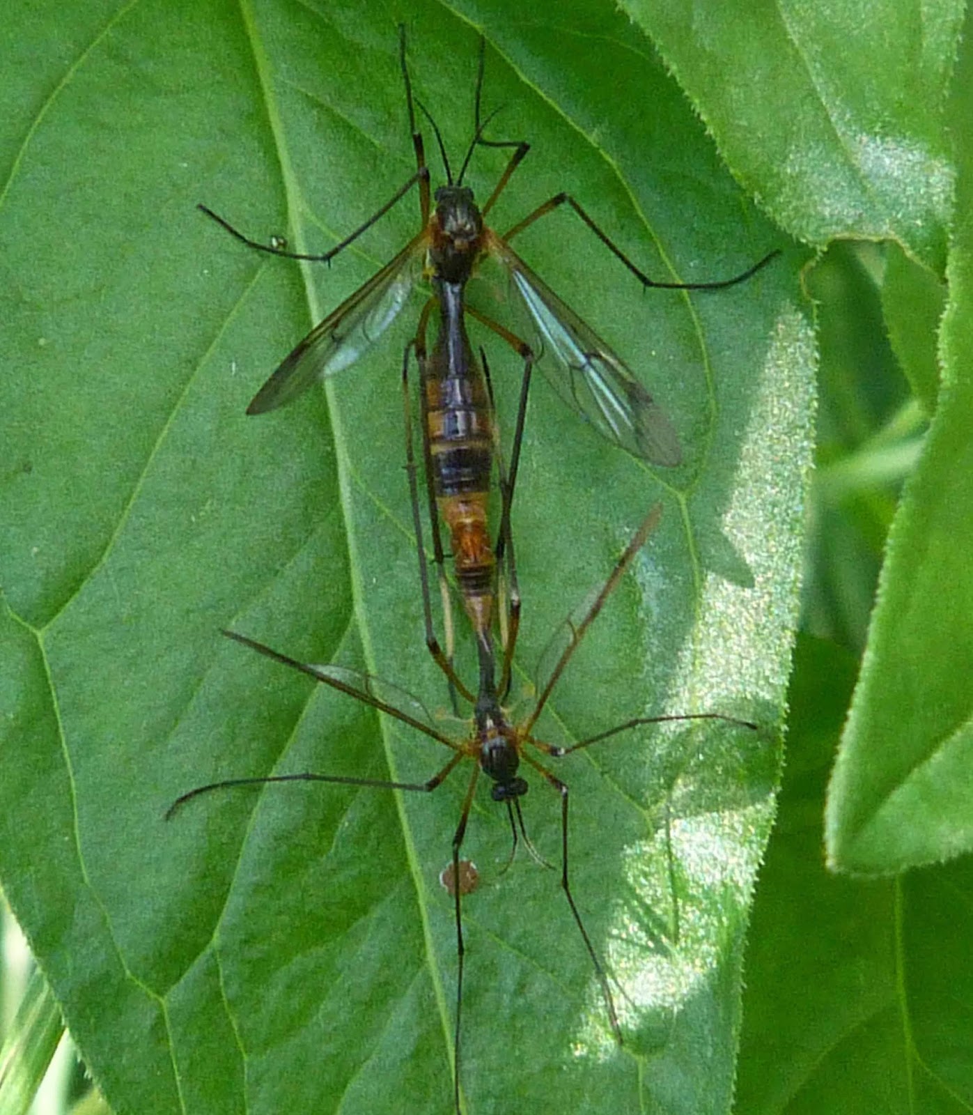 Insects of Scotland: Craneflies