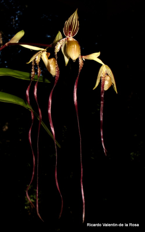 Ricardo's Blog, : Paphiopedilum Michael Koopowitz (phillippinense x ...