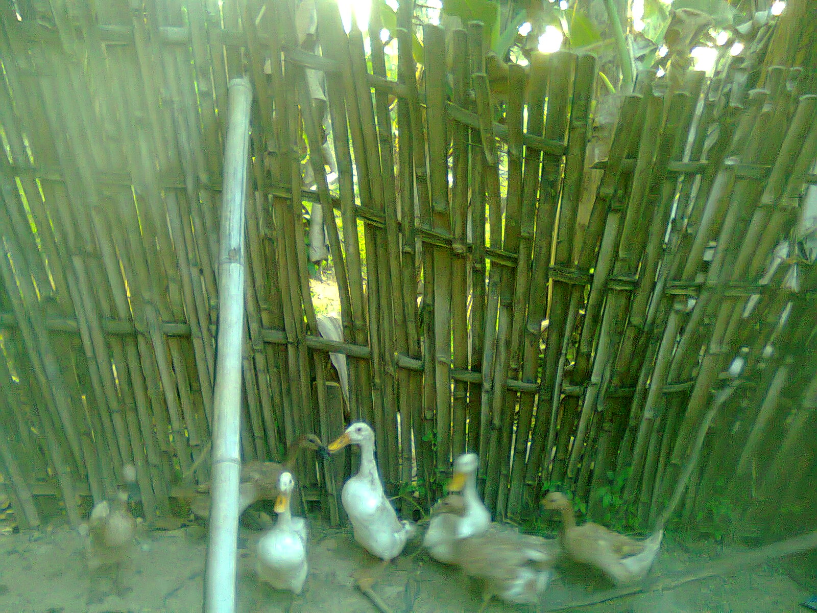 Berternak dan Budidaya Itik/Bebek Petelur-Pedaging Untuk Hasil ...