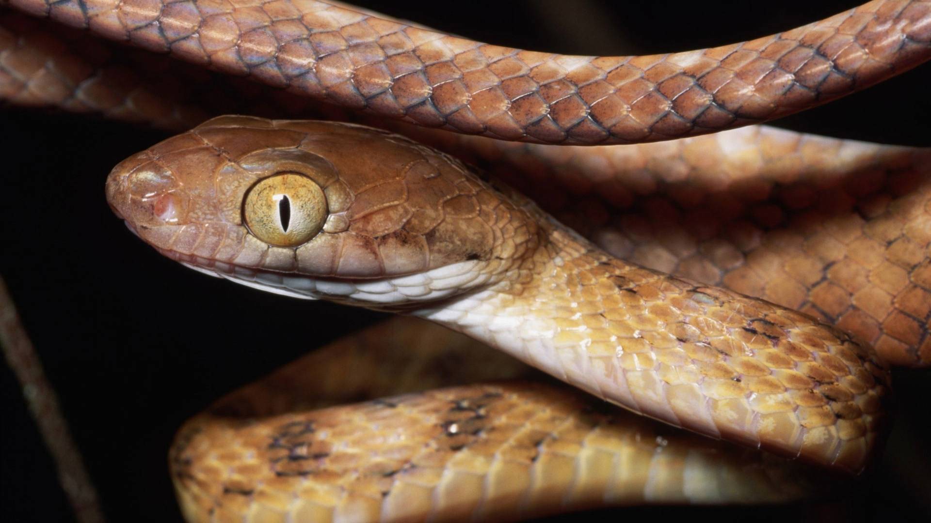 Snake HD Wallpapers 2