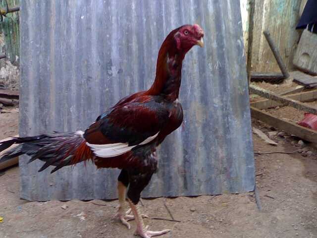 KING GHAZI: Indian Asil