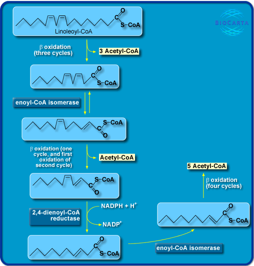 World of Biochemistry (blog about biochemistry): Metabolic maps about ...