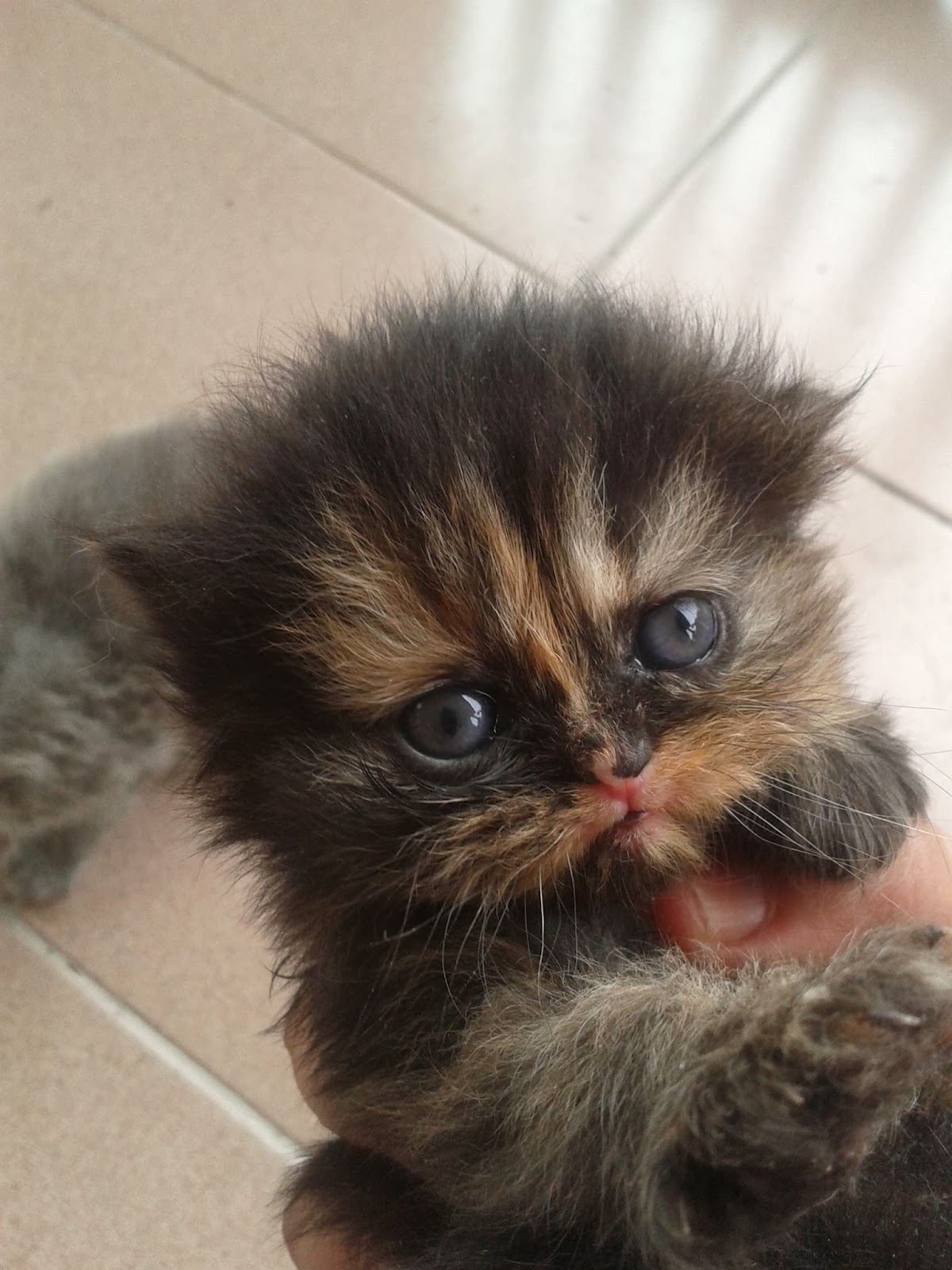 Metakromatik Kehidupan Duniaku: SALAM, SAYA ADA ANAK KUCING PARSI UMUR ...