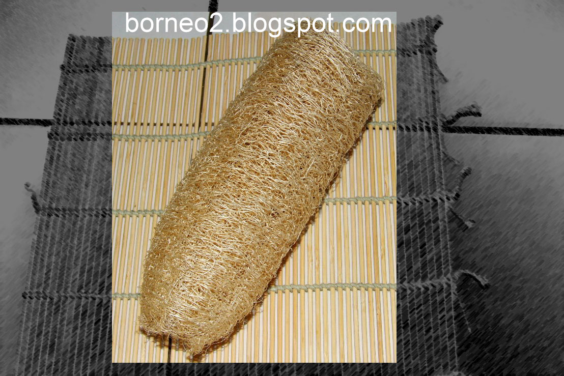 Borneo Island, Awaken To A Different World: Luffa Sponge - L ...
