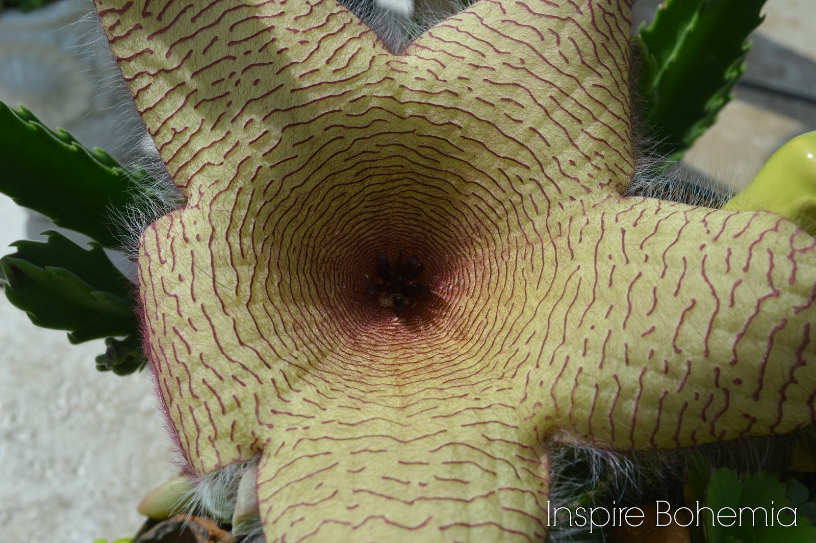 The Stapelia gigantea Cactus Flower (Carrion flower)
