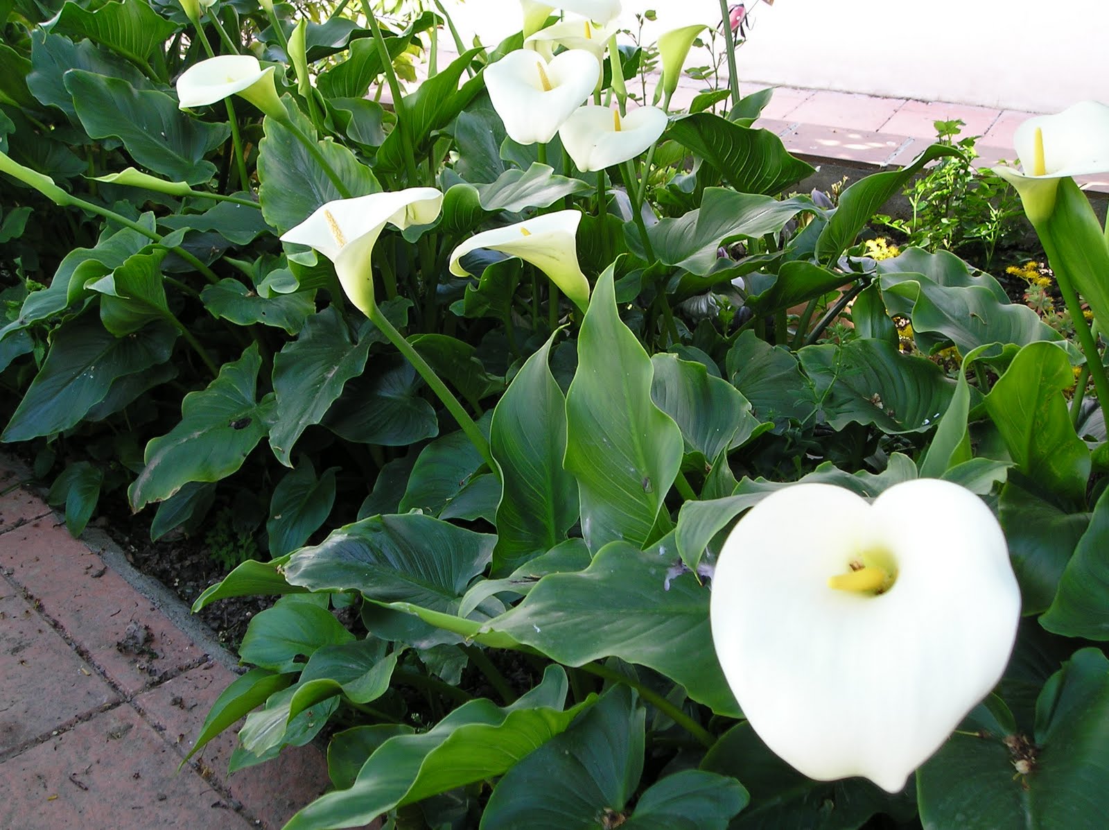 FLORES Y PLANTAS: CALA BLANCA