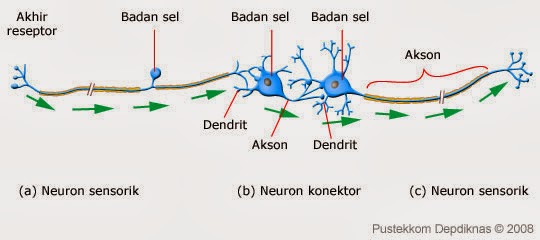 ~Tulics~: Sistem Koordinasi Pada Manusia