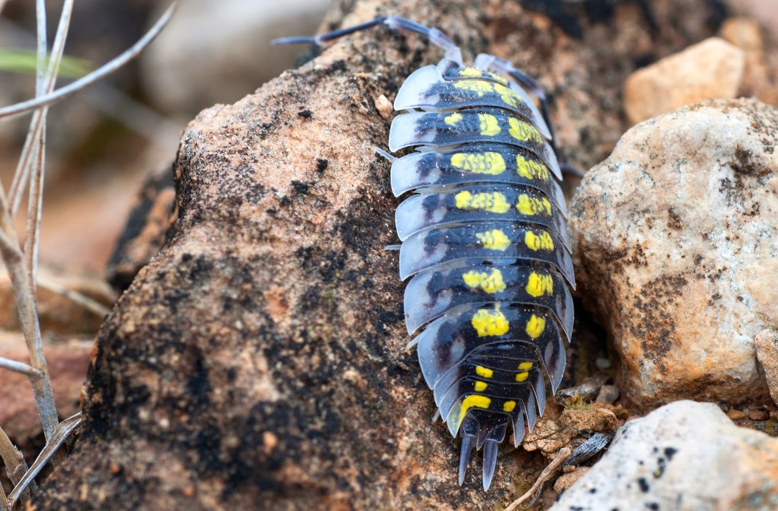 La ciencia es bella: Hemos tenido examen del reino animal