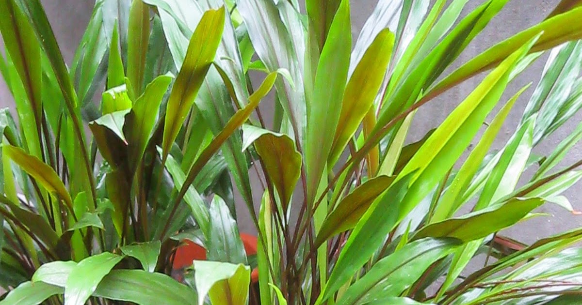 bua ngai +: Cây ngải Năm Ông