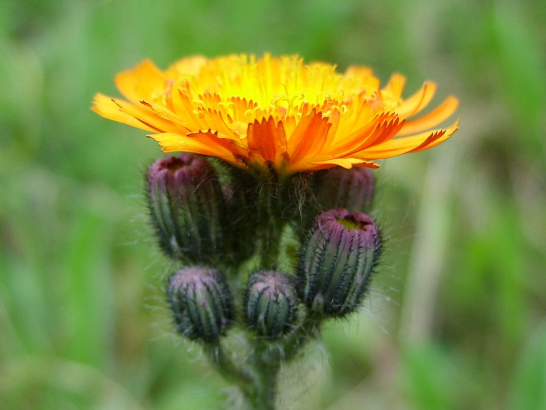 PhyloBotanist: Botany picture #21: Hieracium aurantiacum