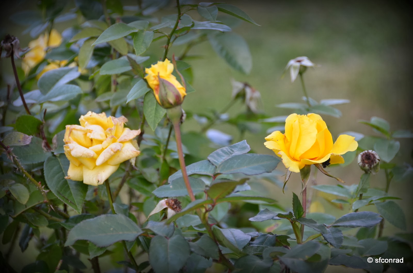 PUPPY PATHS - RVing Full-Time: Perry's Yellow Roses Of Texas!!