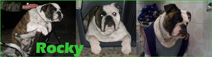 El Bulldog Fránces: BULLDOGS EN ADOPCIÓN 2-ADOPTADOS