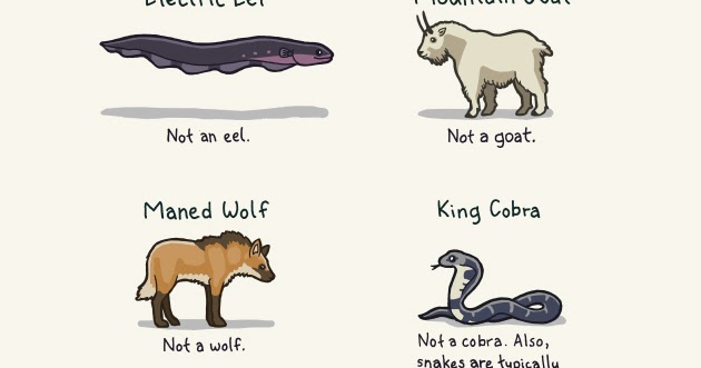Tastefully Offensive: Animals with Misleading Names
