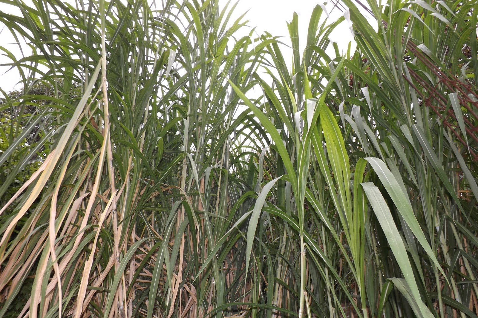 Pasto Maralfalfa, Chilmaral, altos rendimiento en forraje para tu ...