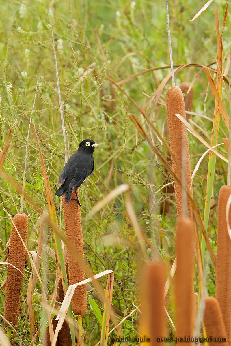 mis fotos de aves: Hymenops perspicillatus Pico de Plata Spectacled Tyrant