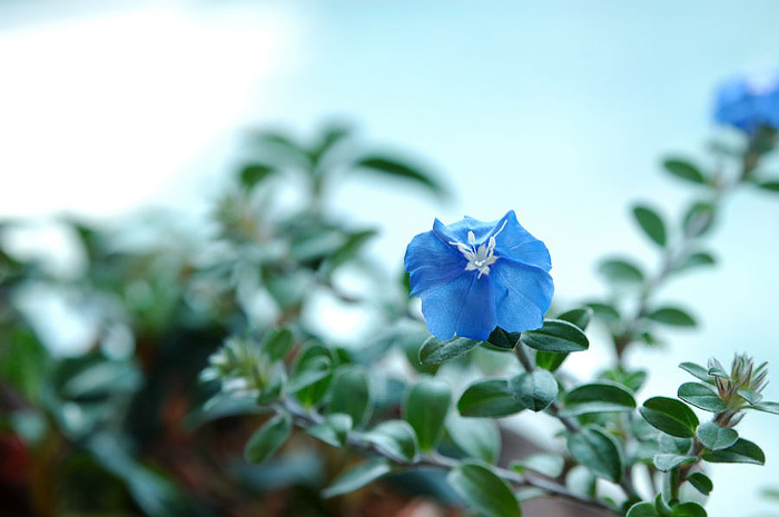 gardener's scrap: 아메리칸 블루 Evolvulus glomeratus