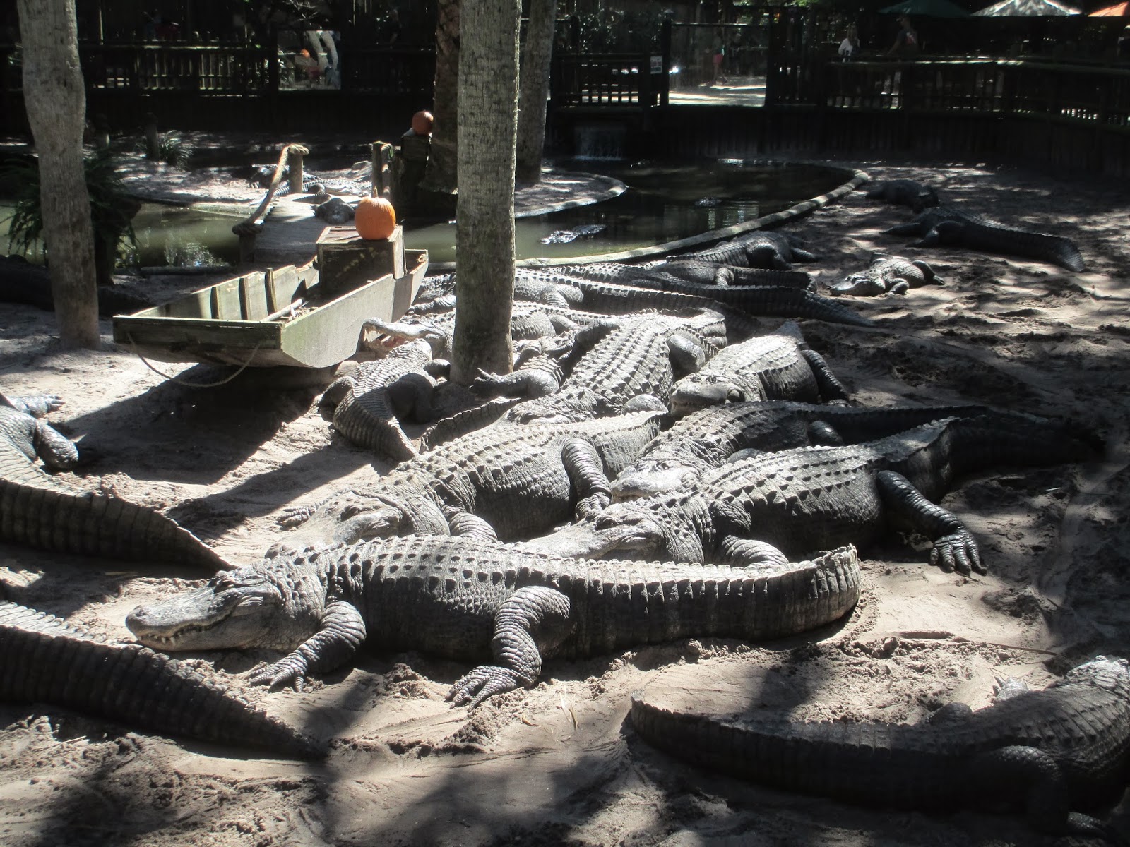 Ziplining Across the USA: Friday October 25 Alligator Farm in St ...