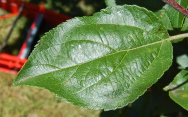 Trees Planet: Malus domestica - Apple