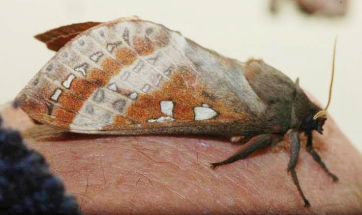 The Nature of Robertson: Swift Moths swarm to porch light, after first ...