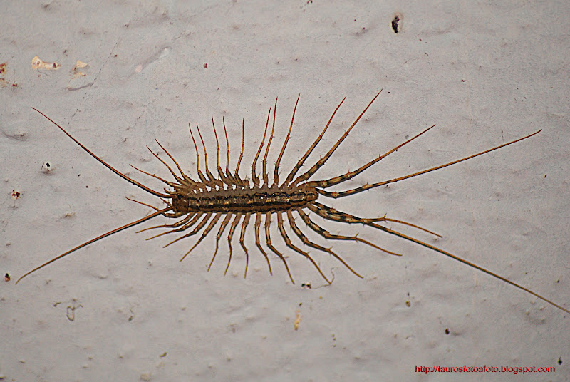 TAUROS FOTO A FOTO: EL CIENPIES