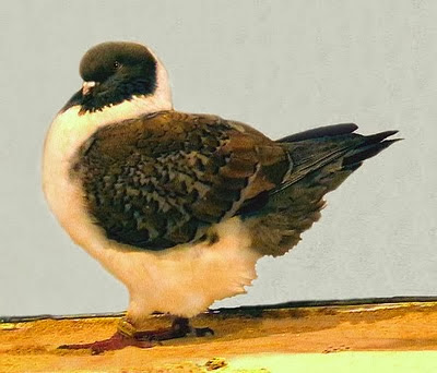 Pigeon Breeds: Gazzi Modena Pigeon Information and Its Pictures