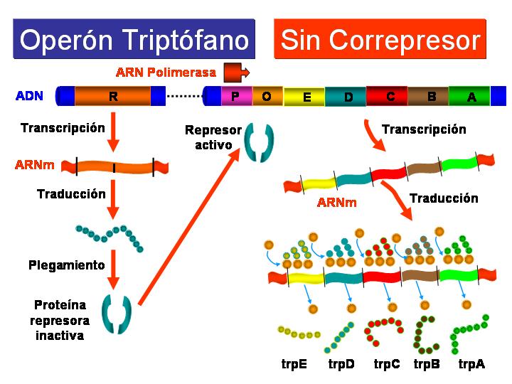biologia molecular: 8.4.2 OPERON TRIPTOFANO