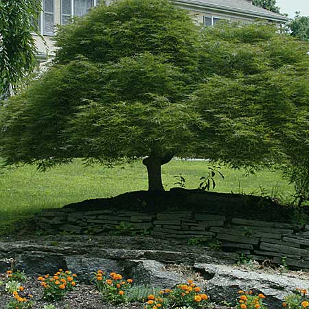 Homes & Lifestyles Images: Small Trees for Landscaping