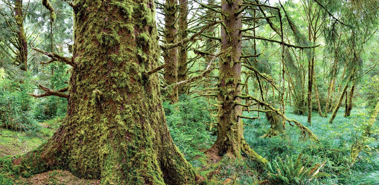 Trees Planet: Picea sitchensis – Sitka Spruce