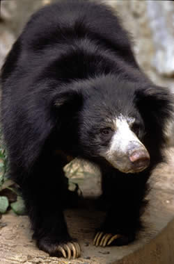 Sloth Bear | Animal Wildlife