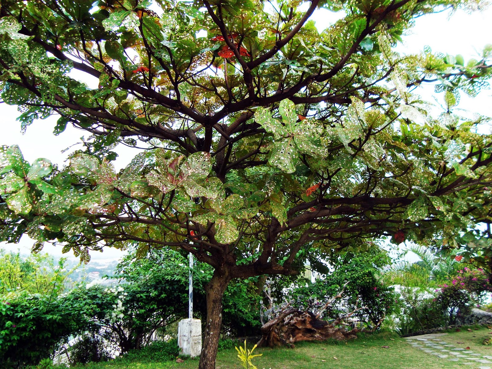 Living with Nature - School on Blog by Dr. Abercio V. Rotor: Nature's ...