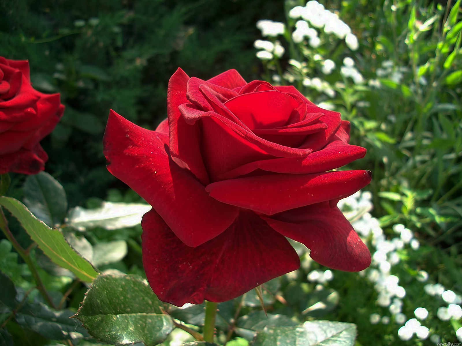 Imágenes de bellas rosas rojas