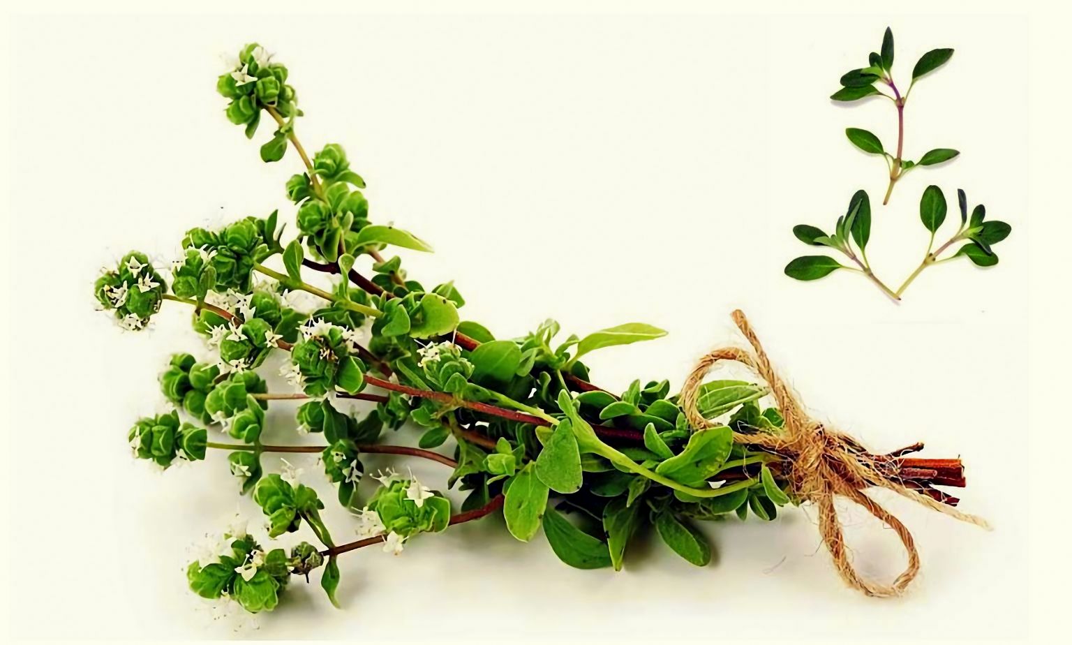 Mejorana/Marjoram