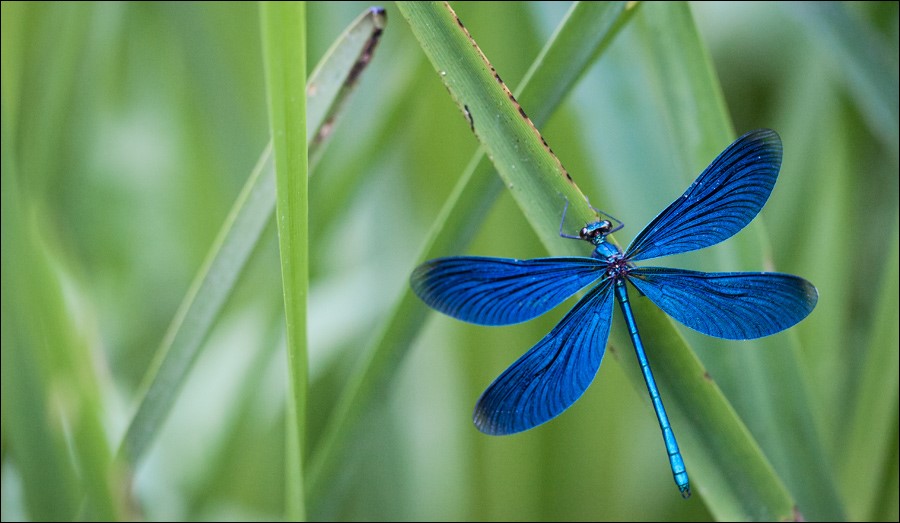 FAUNA-CERCANA: 9 - Algunos INSECTOS terrestres frecuentes en la región ...