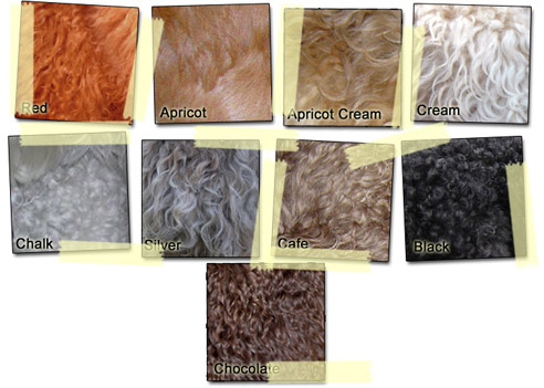 Labradoodles: Labradoodle Diversity