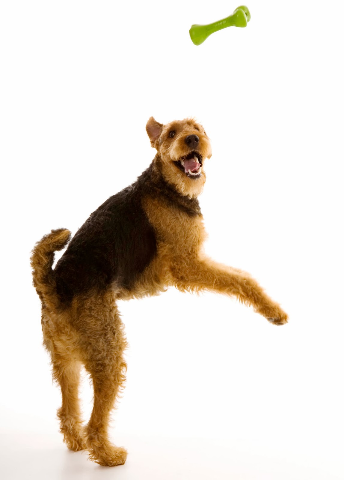 Animalia: Happy Birthday to Miró