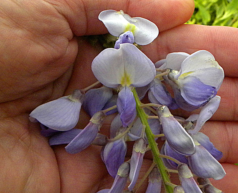 FOTO NATURA HUESCA 2: GLICINA Wisteria Thomas Nuttal, 1818 glicinia ...