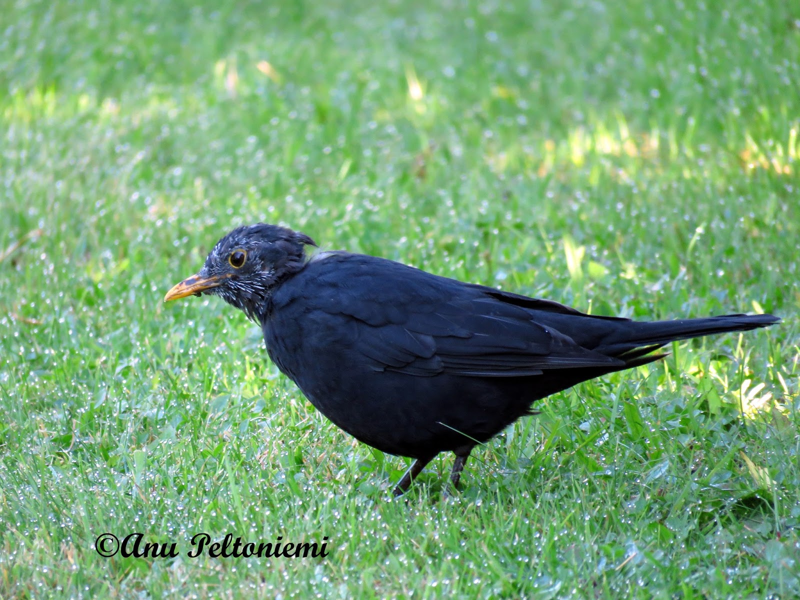Lintuilua - Birding: Väriviallinen mustarastas