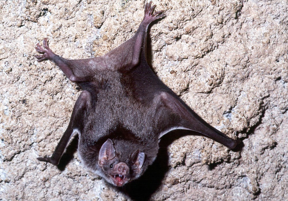 Vampire Bat | The Animals Biography