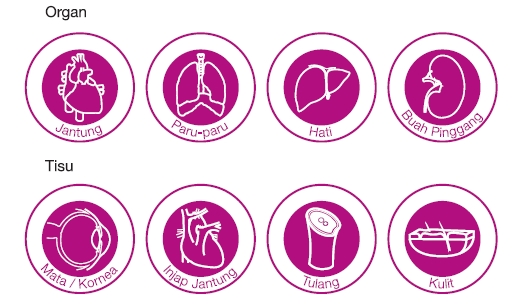 Derma Organ: SOAL Jawab : Ada tak bekalan / stok organ di hospital ...