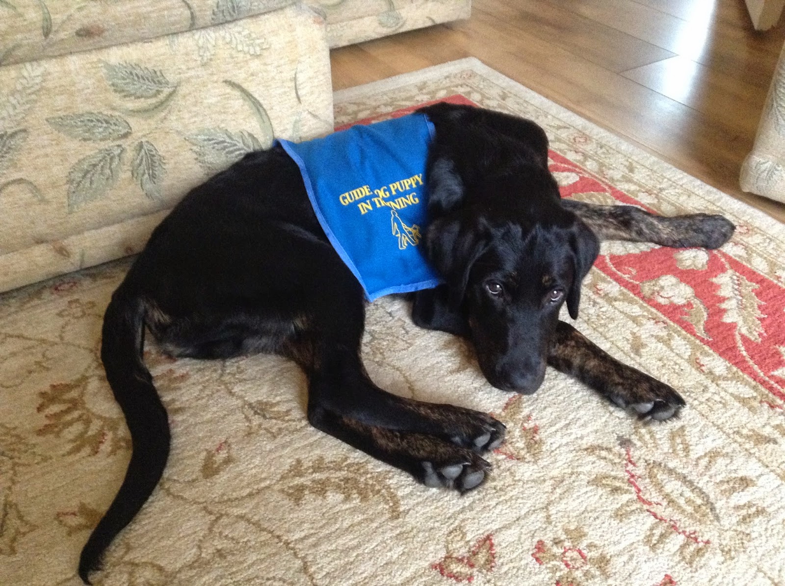 Straight from the Horse's mouth: Guide Dogs - Quip's First Coat