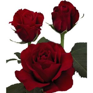 Florist Wilmington NC | Bloomers Flowers Blog - Wilmington NC ...