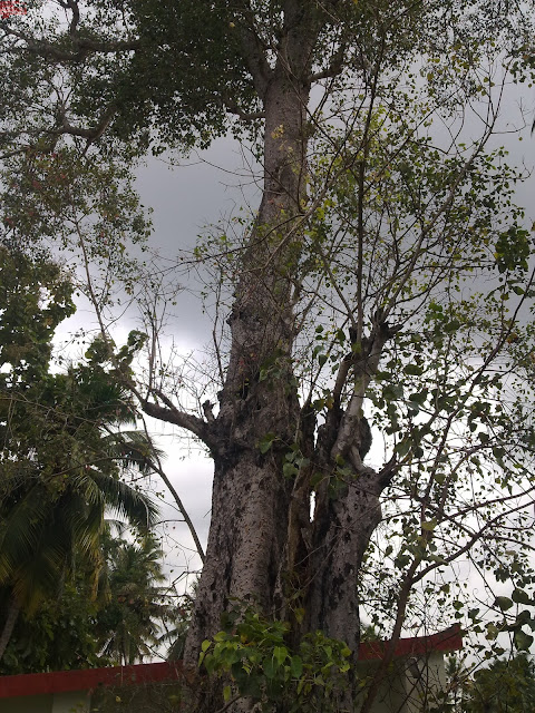 World through the aperture: Ulloor Subramanian Swamy Temple