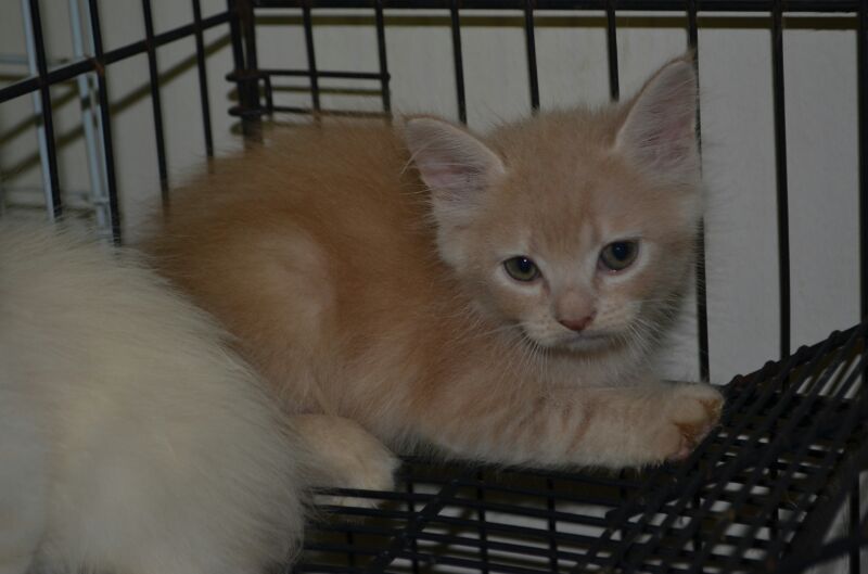 Meow Meow's Land: Kittens for Sale (Mixed Breed - tabby/himalayan) *SOLD